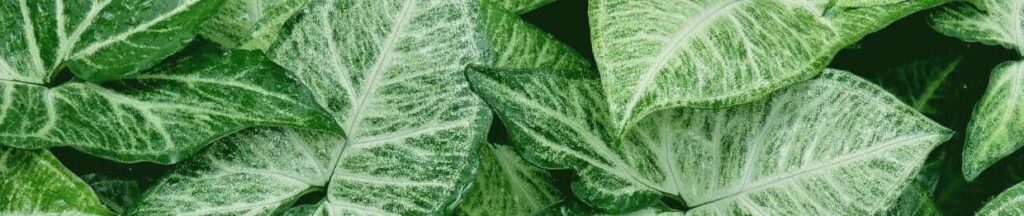 Jautājumi un atbildes - VIOLET.LV